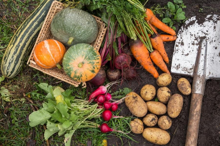 Legumes de inverno para caprichar nos pratos da estação Legumes de inverno para caprichar nos pratos da estação